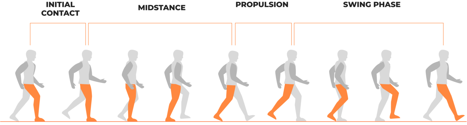 Difference Between Running vs Walking Gait Cycles