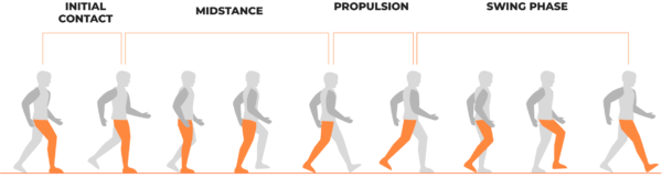 Difference Between Running vs Walking Gait Cycles
