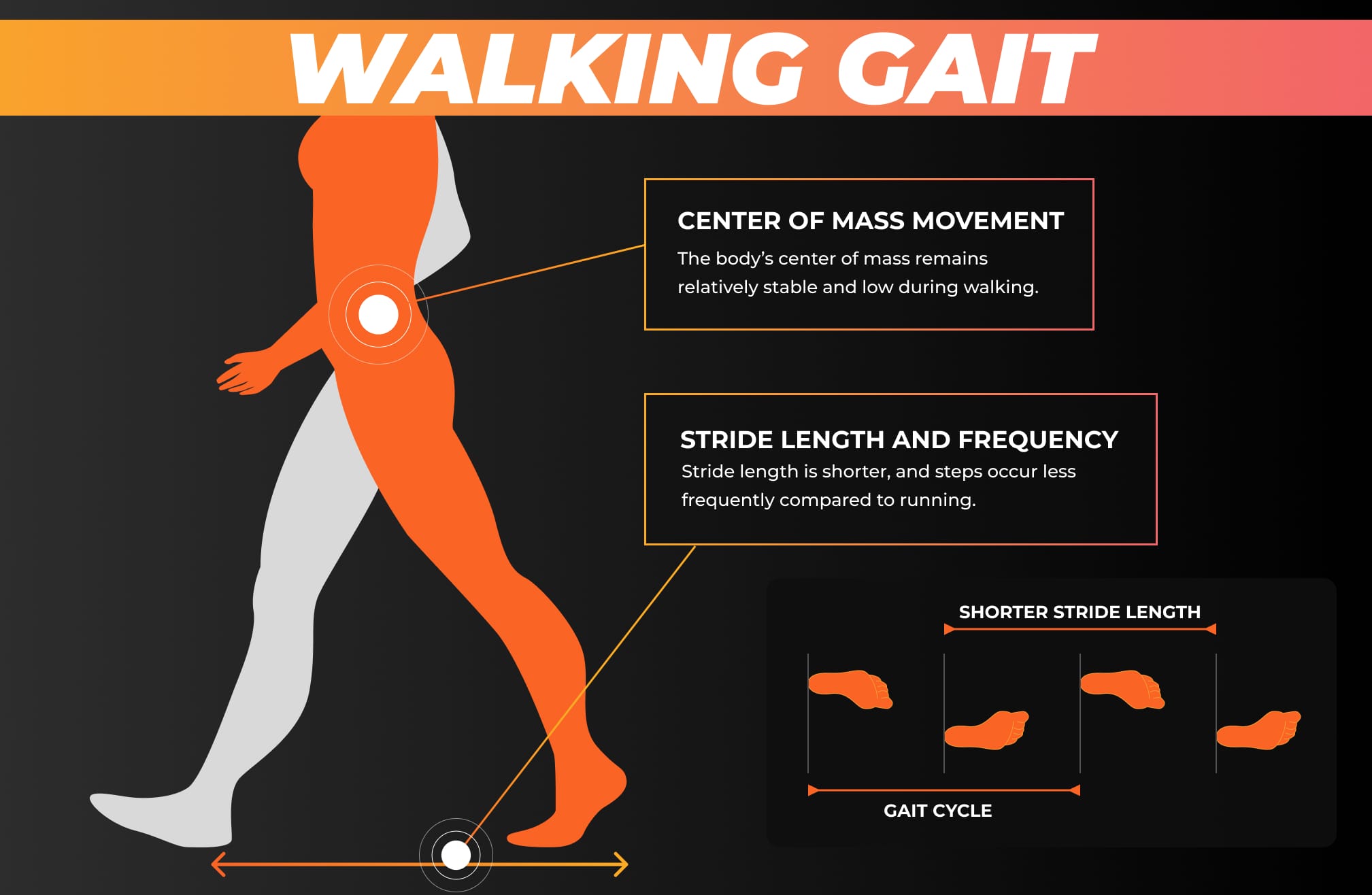 Difference Between Running vs Walking Gait Cycles