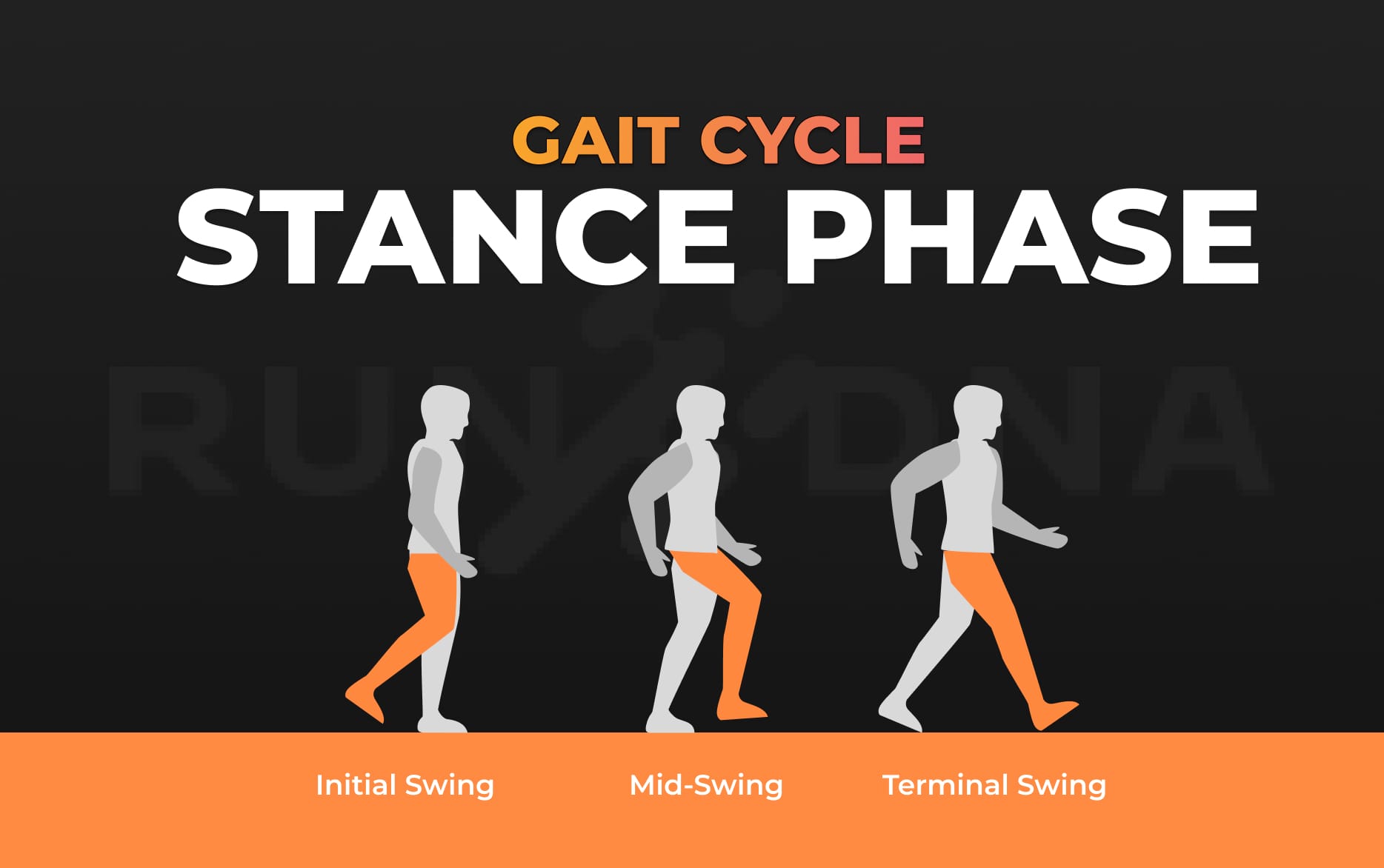 Detailed Breakdown of the Phases of Walking Gait Cycle - RunDNA